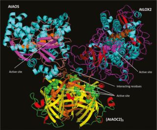 Substrate channeling in JA biosynthesis – The Pollmann Lab